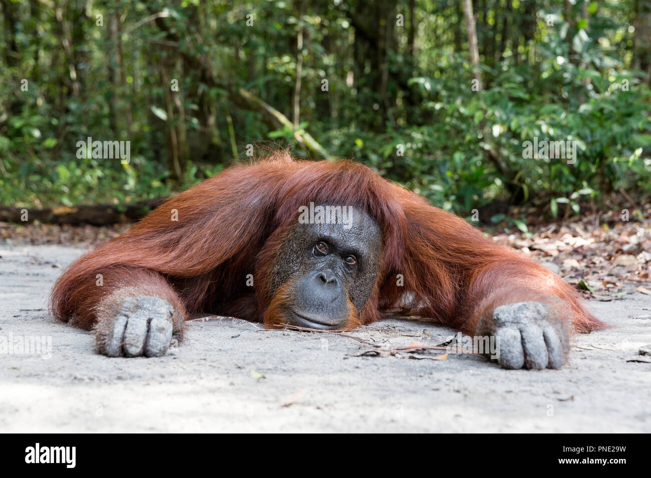 Female Bornean orangutan, Pongo pygmaeus, at Camp Leakey, Borneo ...