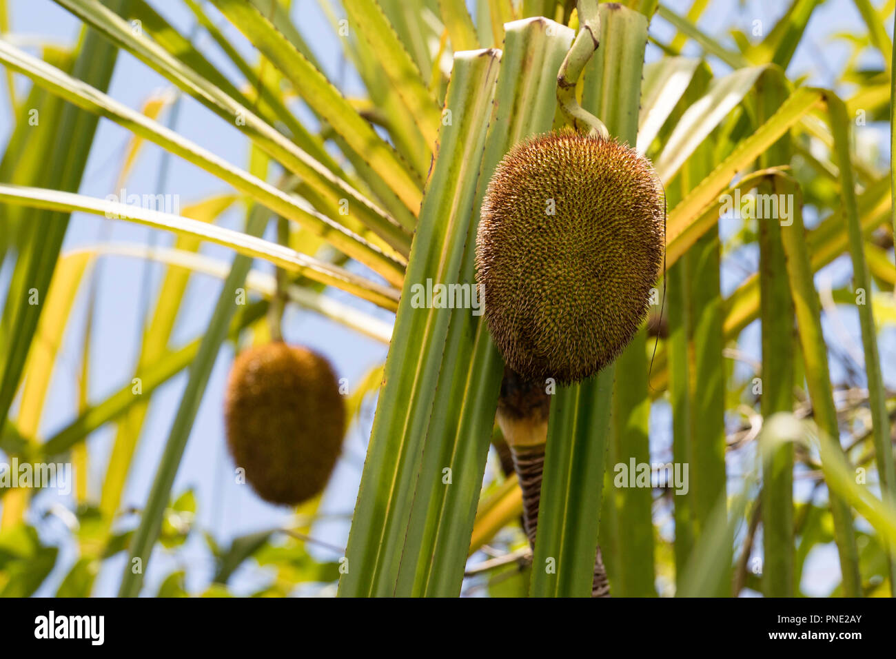 Pandanus hi-res stock photography and images - Alamy