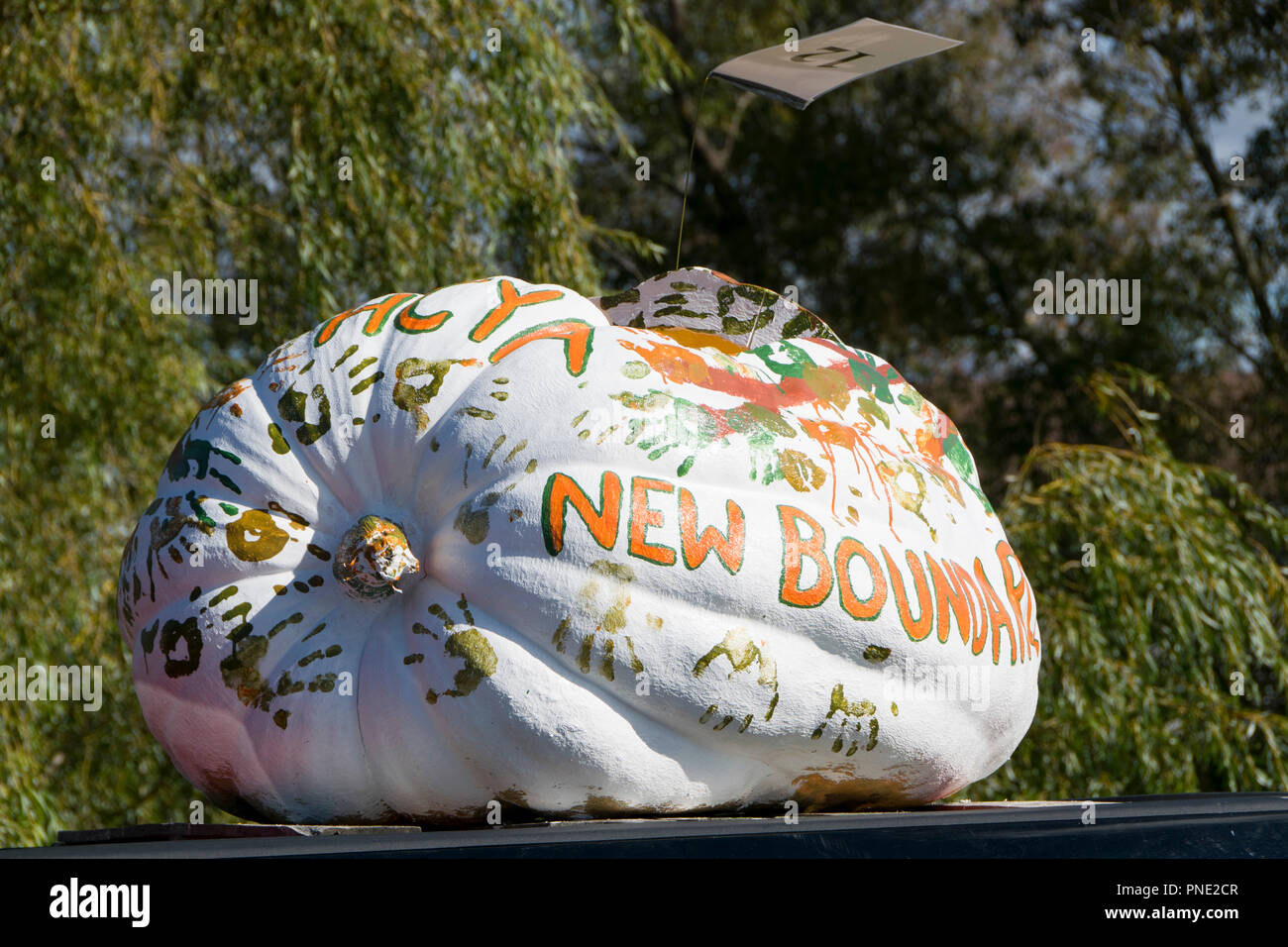 Giant pumpkins carved out to become a boat at the Pumpkin regatta ...