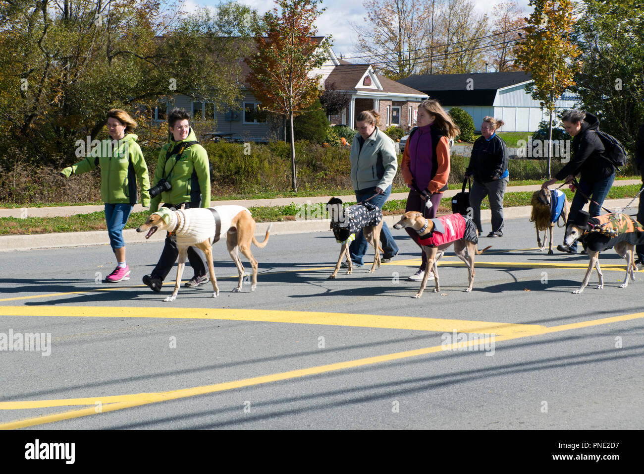 Dogs with owners marching in the parade Stock Photo - Alamy