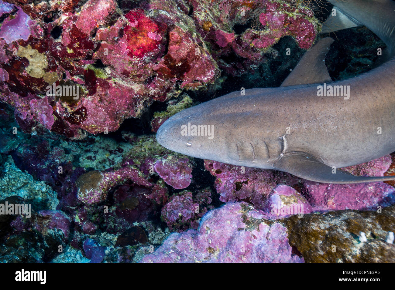 Requin dormeur hi-res stock photography and images - Alamy
