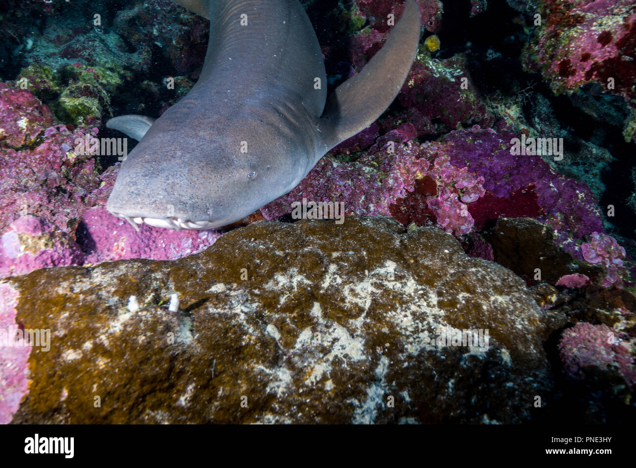 Requin dormeur hi-res stock photography and images - Alamy