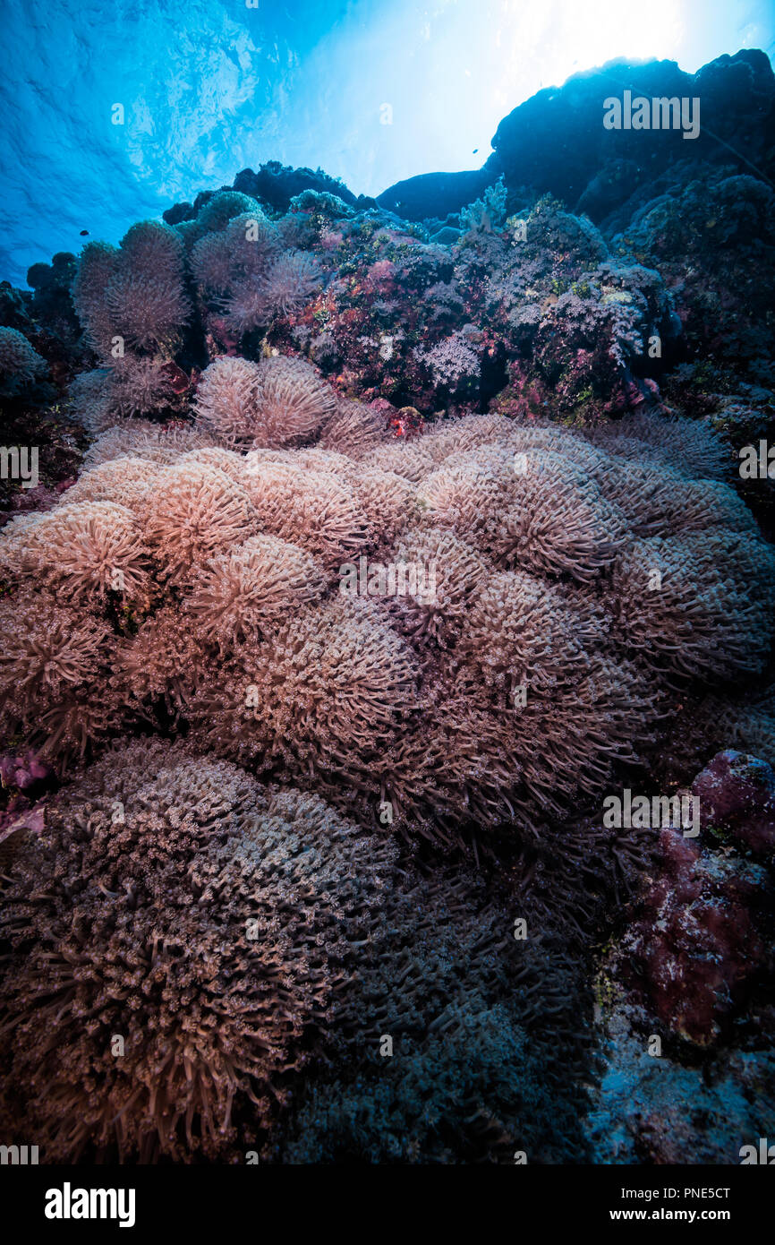 Colonies of Goniopora that live extensively on the leaf slope. They ...