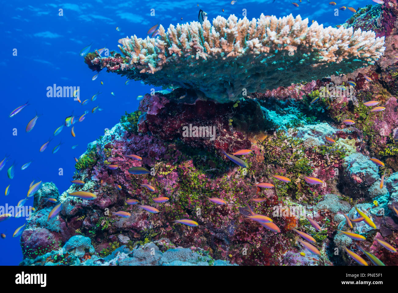 A school of Yellowback anthias (Pseudanthias evansi (Smith, 1954 ...