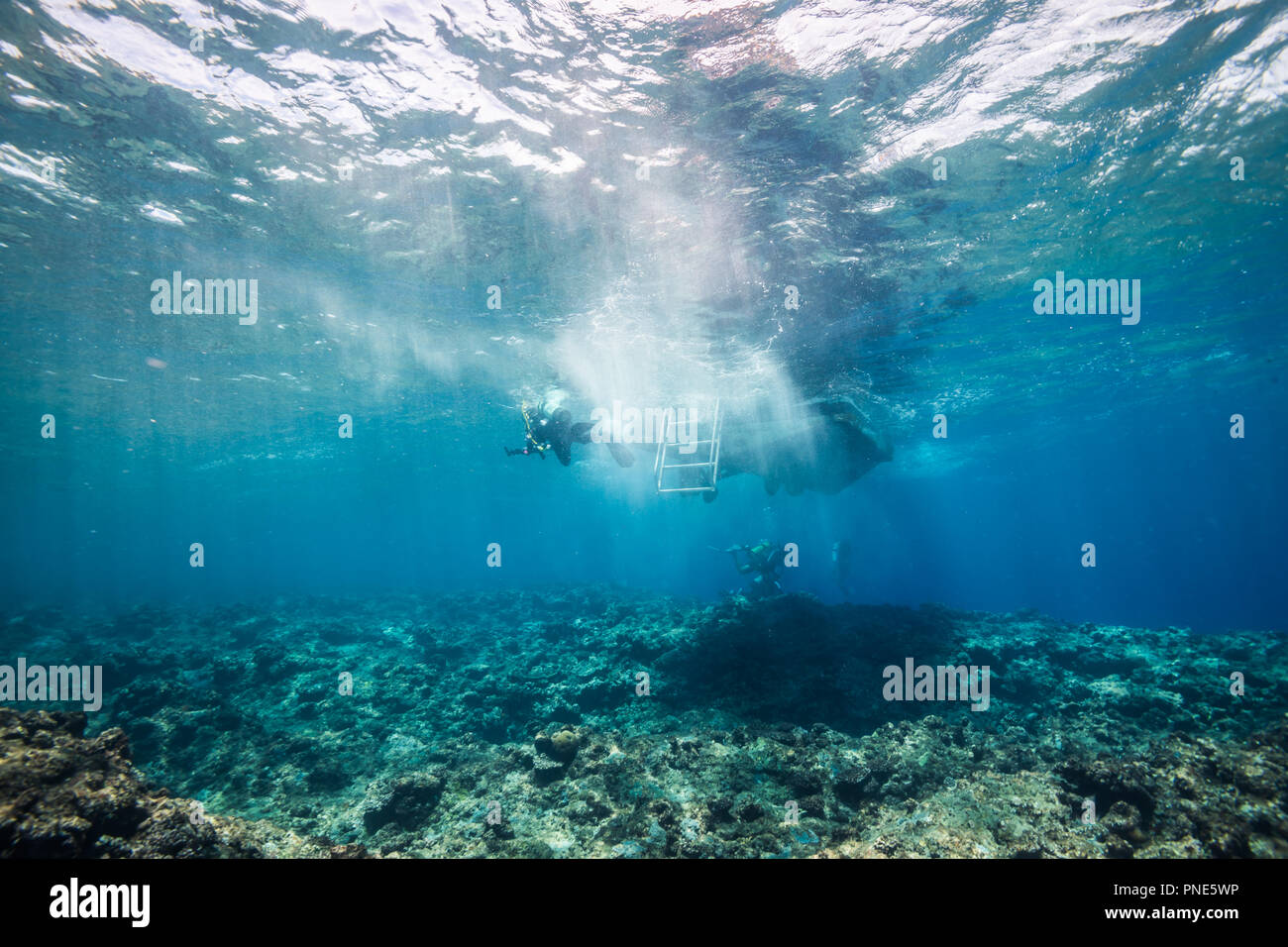 Scuba diving. Yap island Federated States of Micronesia Stock Photo - Alamy