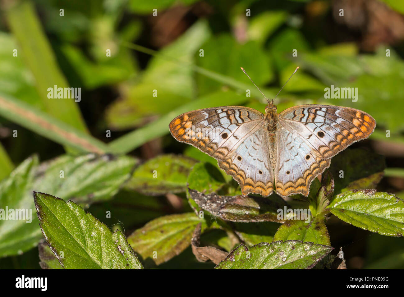 Snake butterfly hi-res stock photography and images - Alamy