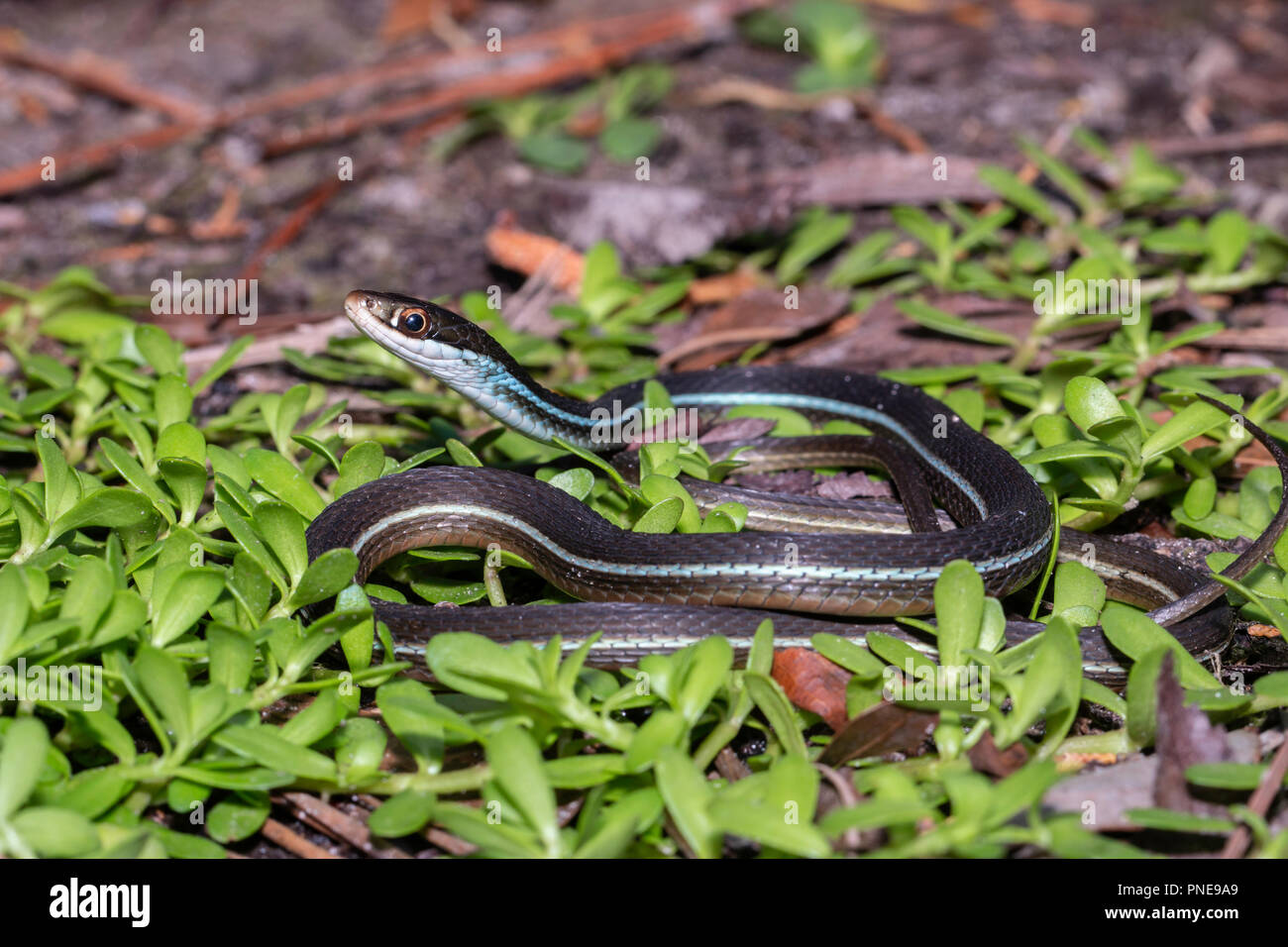 Bluestripe ribbon snake - Thamnophis sauritus nitae Stock Photo - Alamy