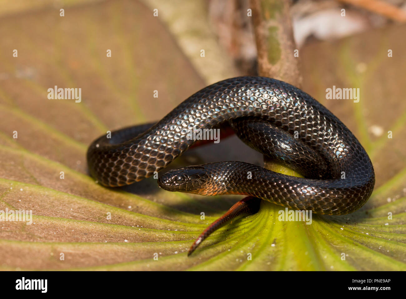 Southern Florida swamp snake - Liodytes pygaea Stock Photo - Alamy
