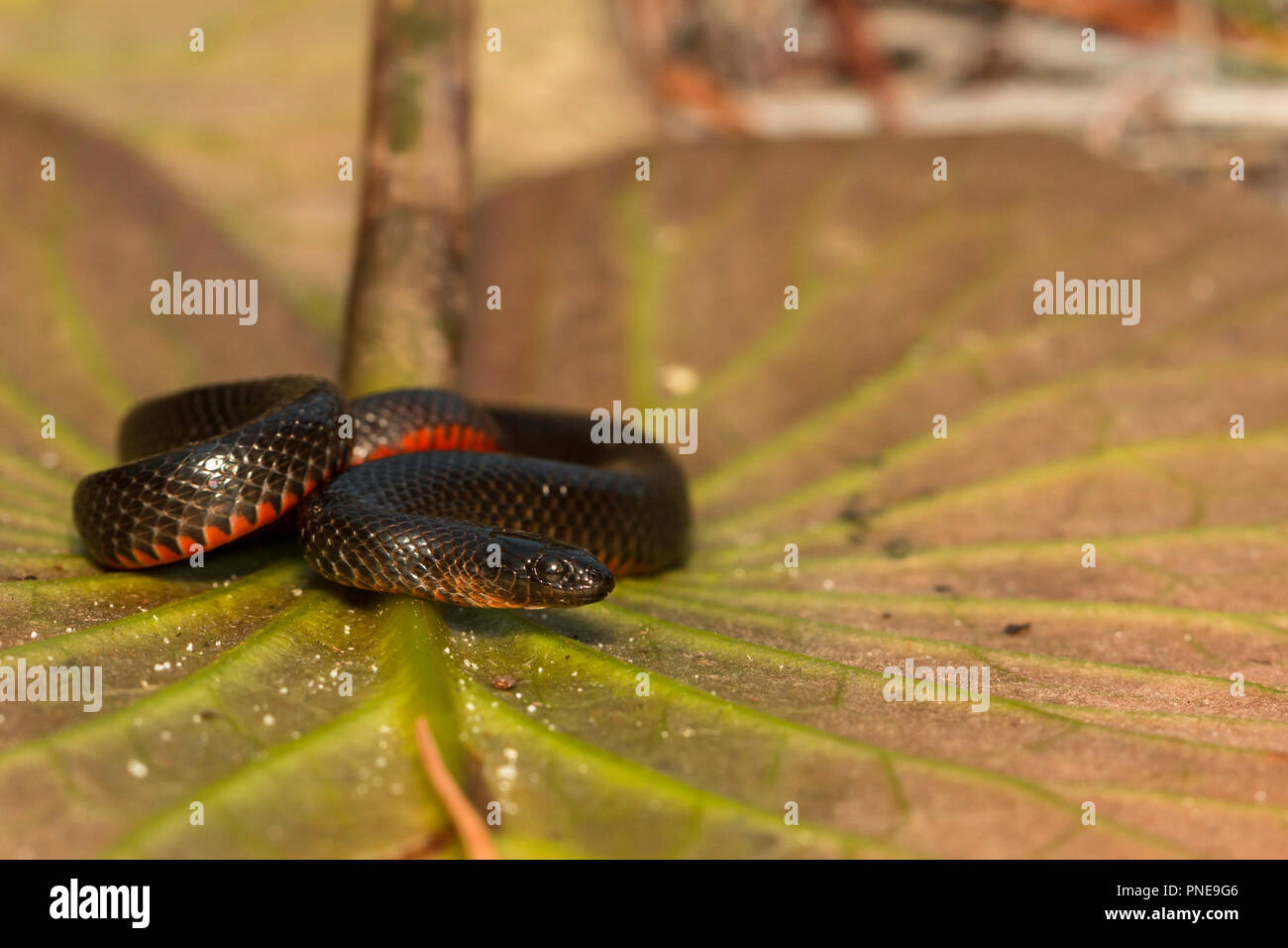 Southern Florida swamp snake - Liodytes pygaea Stock Photo - Alamy