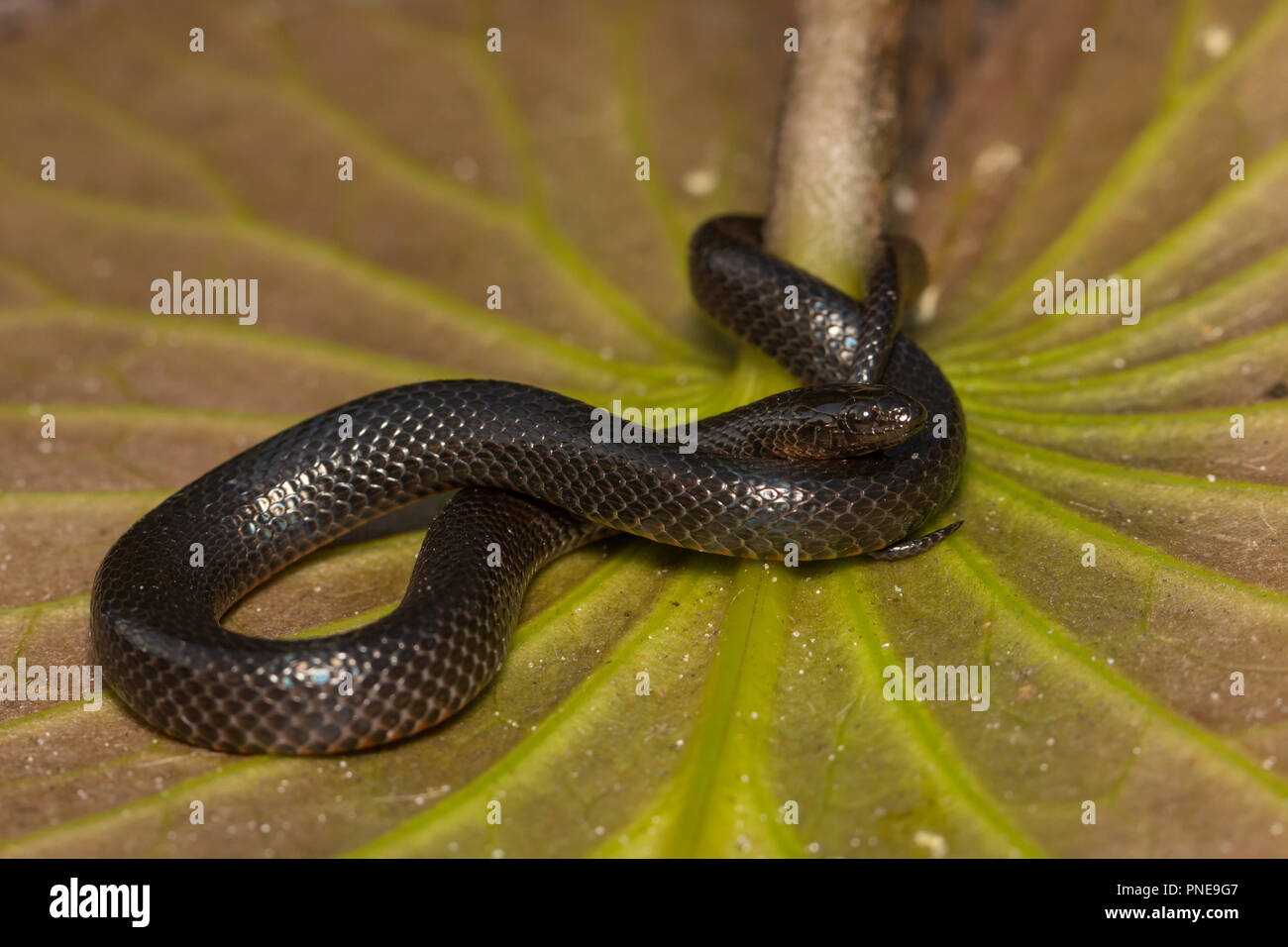 Southern Florida swamp snake - Liodytes pygaea Stock Photo - Alamy