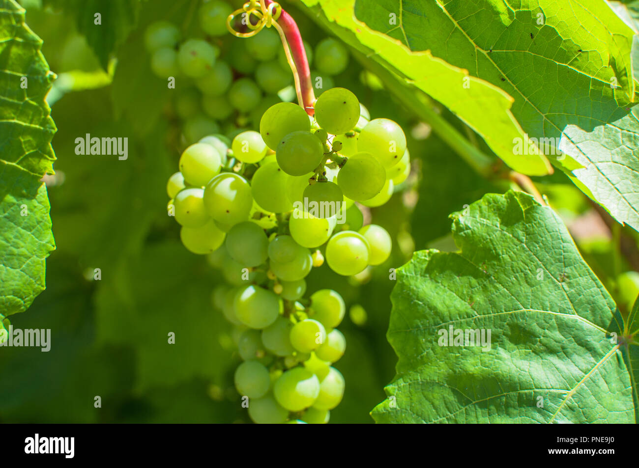 Close-up of grape tree where grapes blooming in sun Stock Photo - Alamy