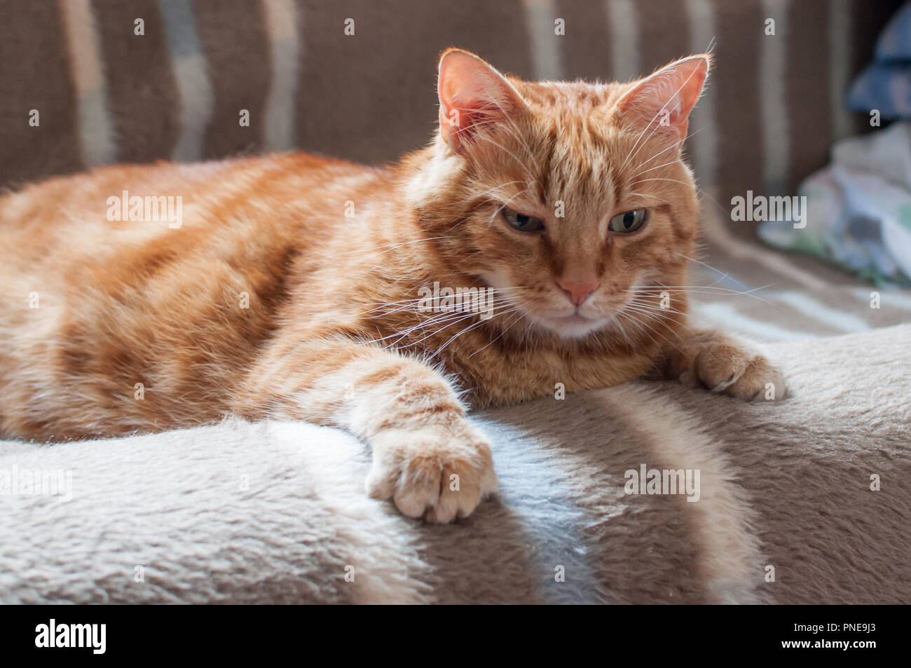 Close-up of ginger fluffy cat at home relaxing Stock Photo - Alamy