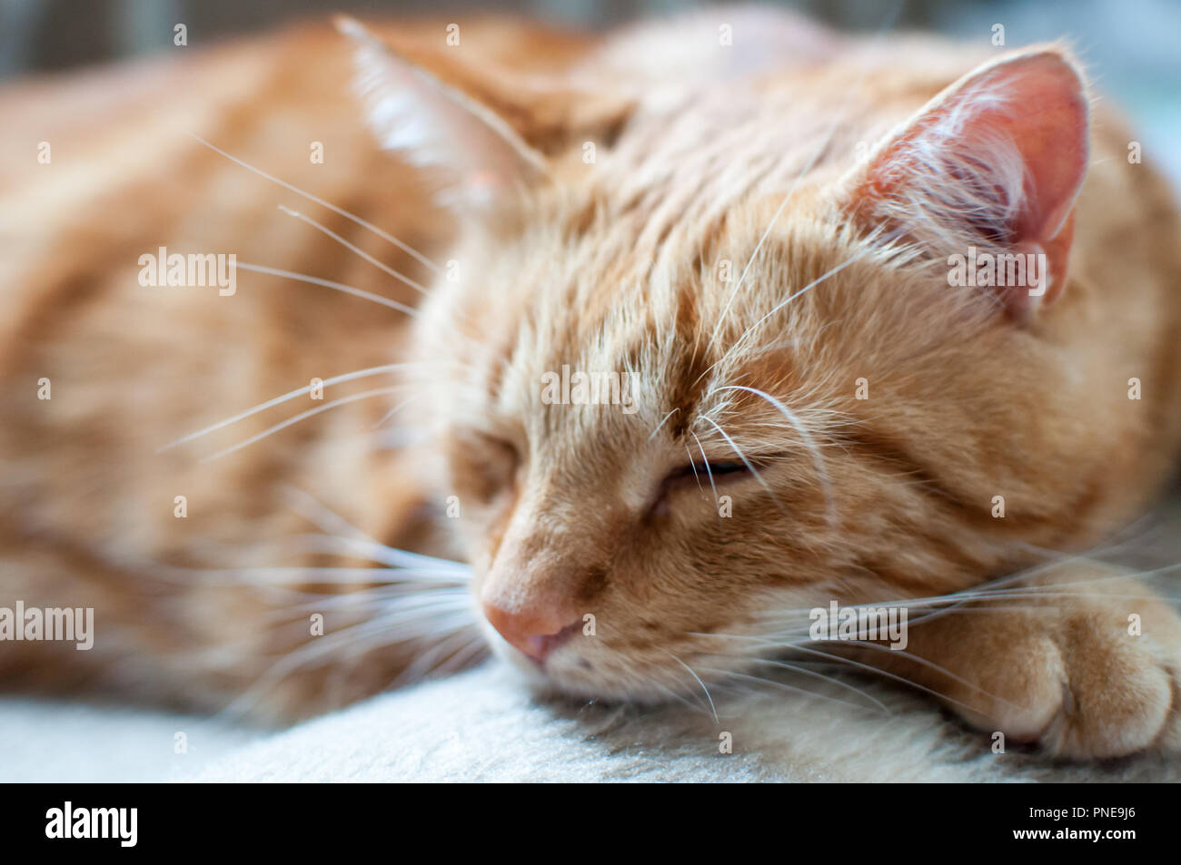 Close-up of ginger fluffy cat at home relaxing Stock Photo - Alamy