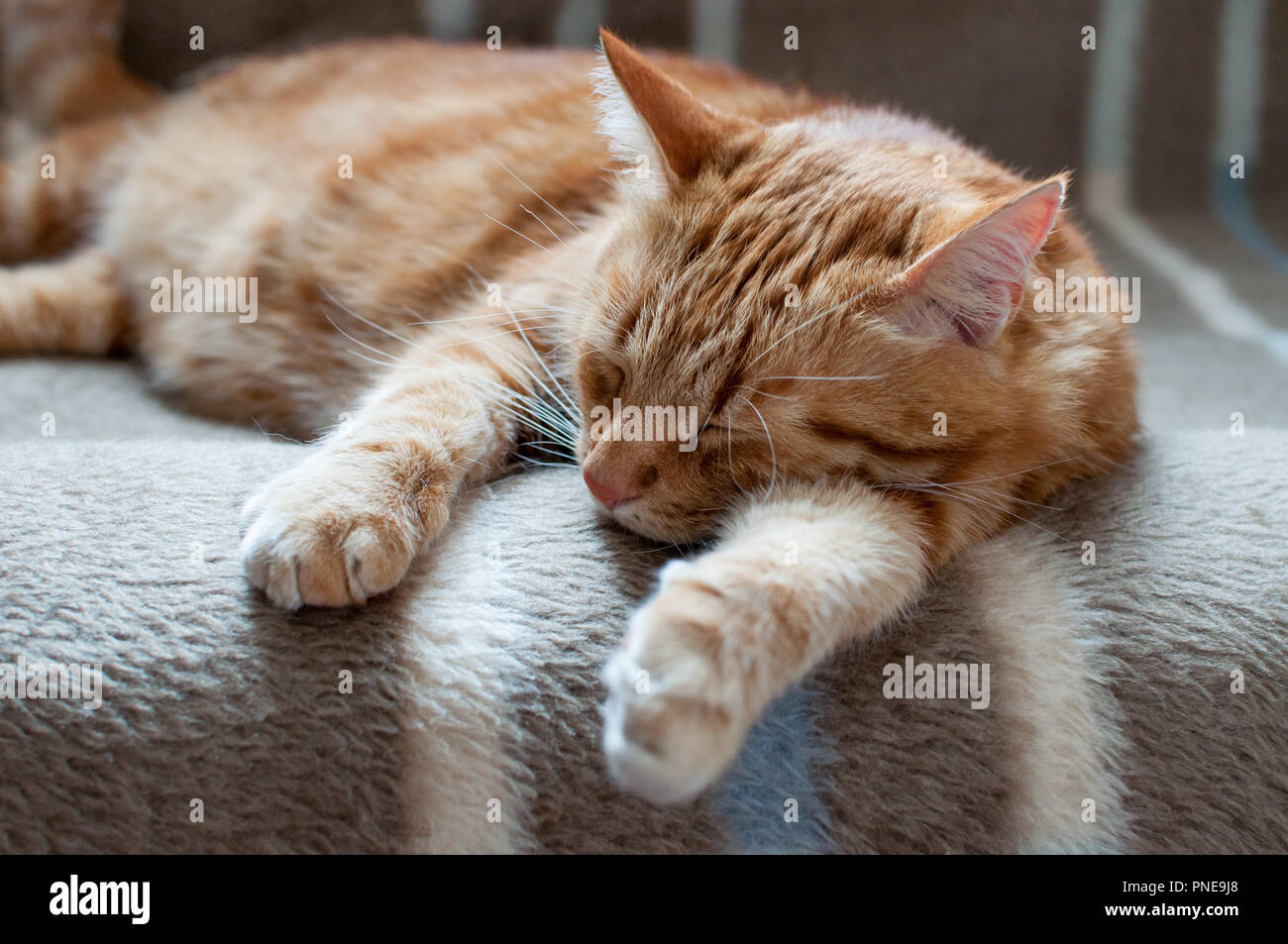 Close-up of ginger fluffy cat at home relaxing Stock Photo - Alamy