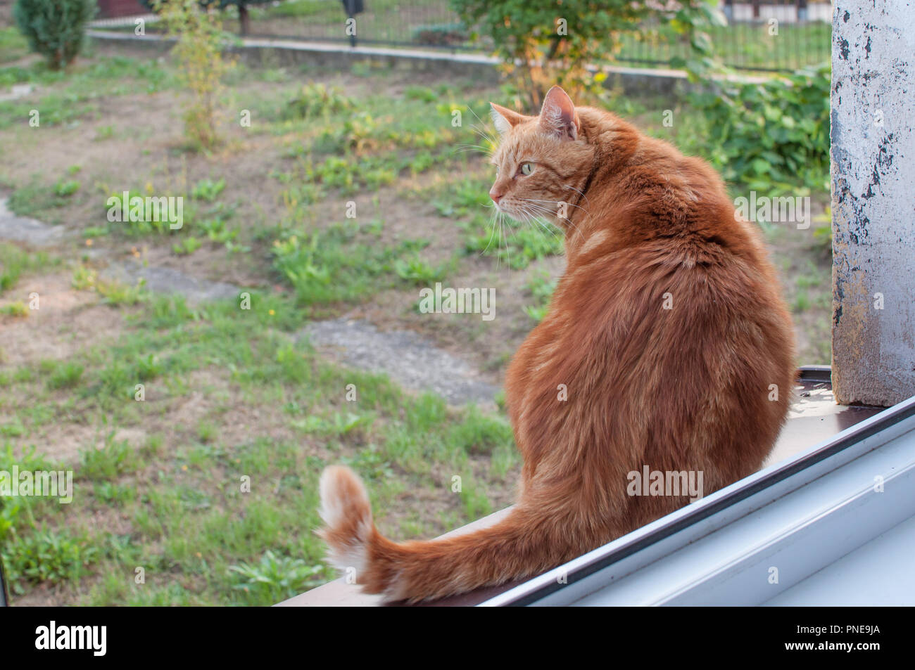 Close-up of ginger fluffy cat at home relaxing Stock Photo - Alamy