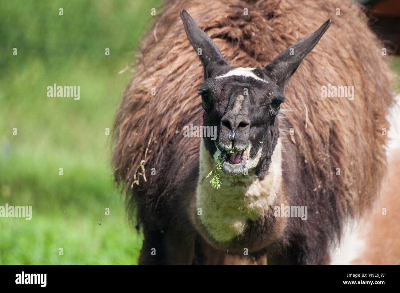 Chewing grass hi-res stock photography and images - Alamy