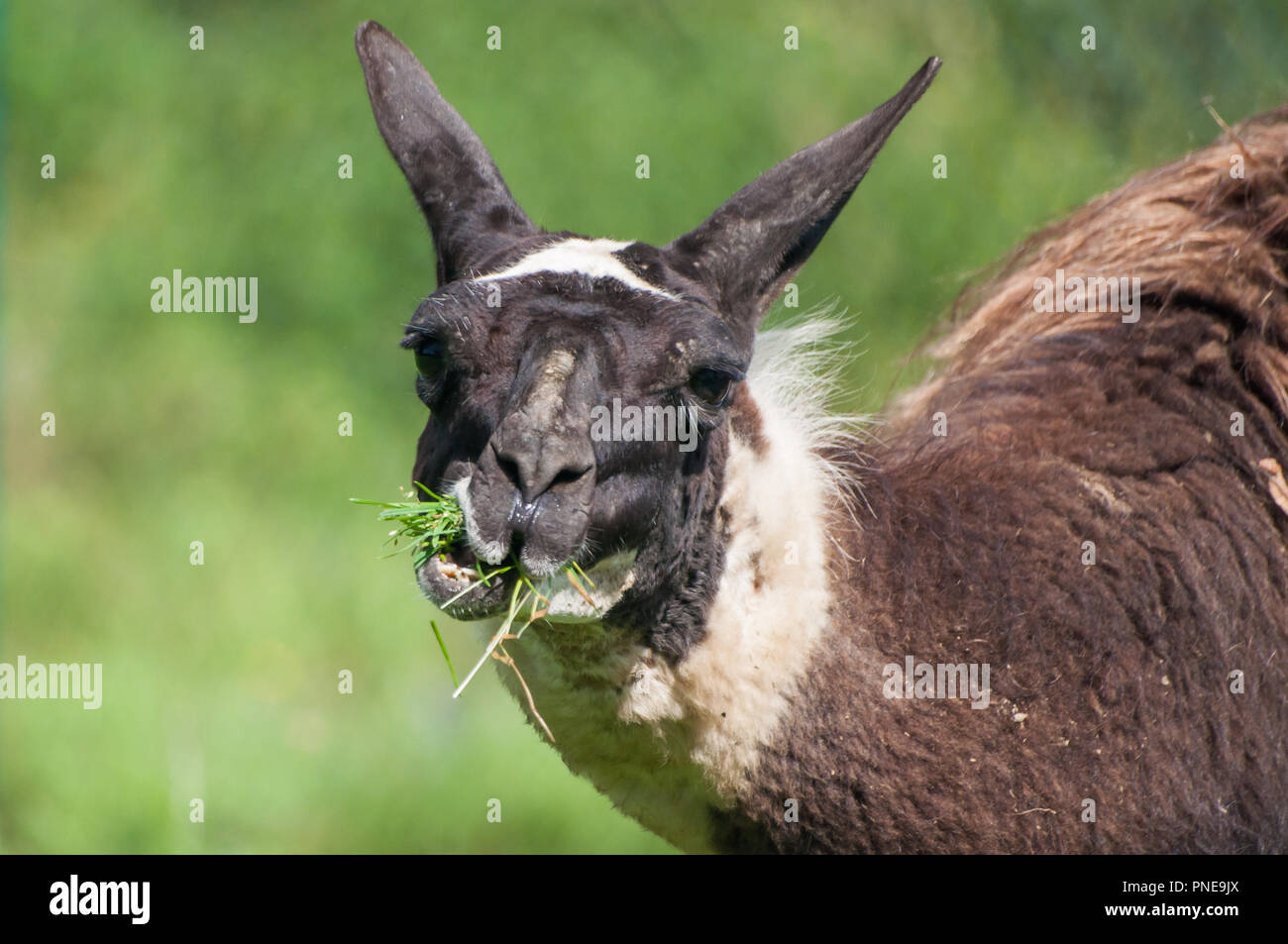 Lama eating grass hi-res stock photography and images - Alamy