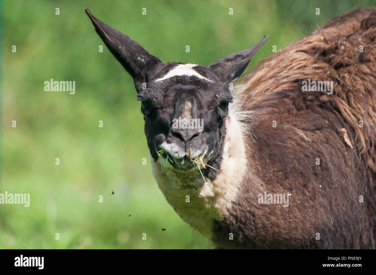 Chewing grass hi-res stock photography and images - Alamy