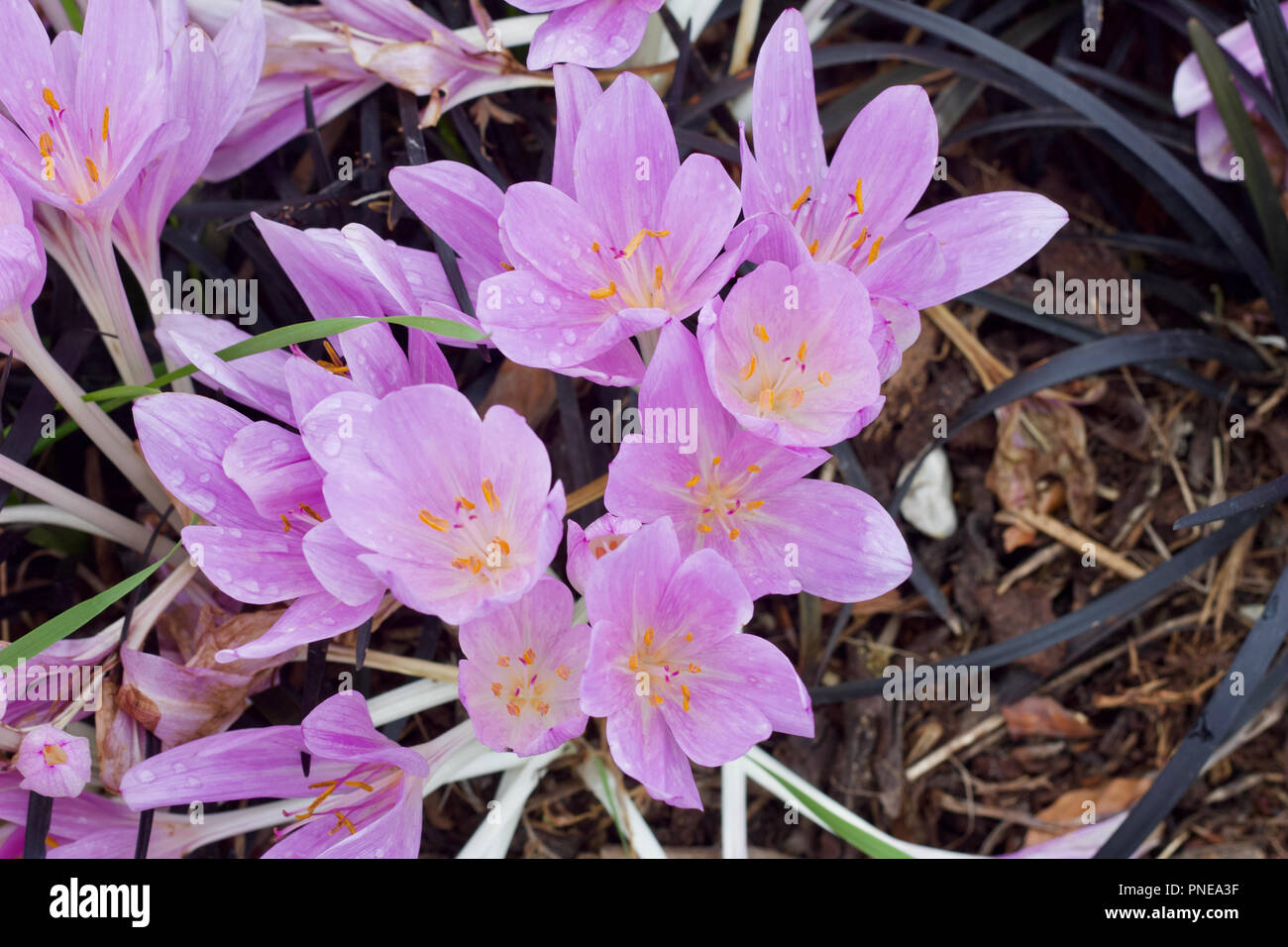 Low growing pink rose hi-res stock photography and images - Alamy