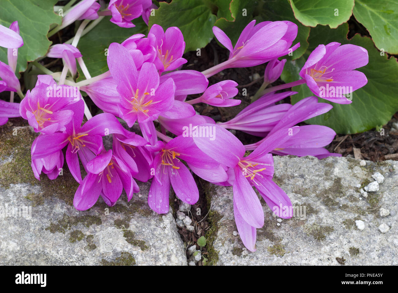 Crocus like flowers hi-res stock photography and images - Alamy