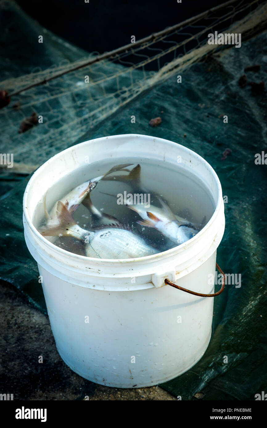 Bucket of fish hi-res stock photography and images - Alamy