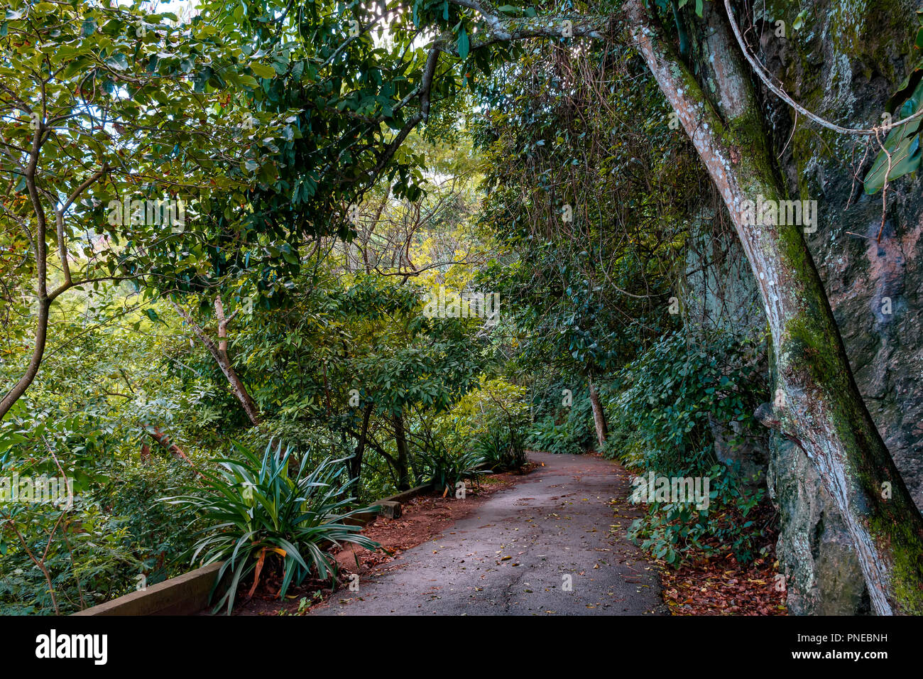 Path through the trees and plants of the rainforest in the neighborhood ...