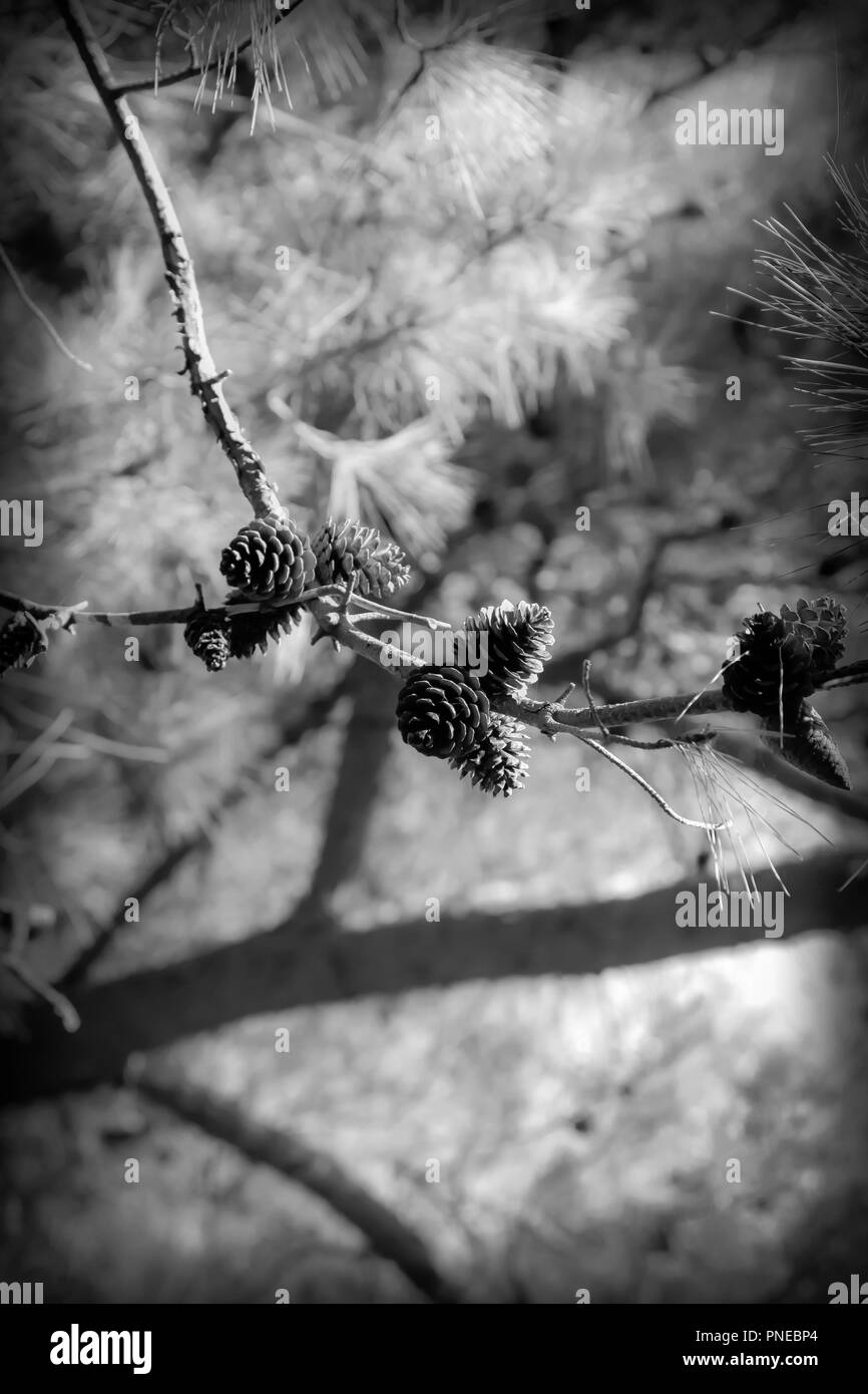Tall tree growth on Black and White Stock Photos & Images - Alamy