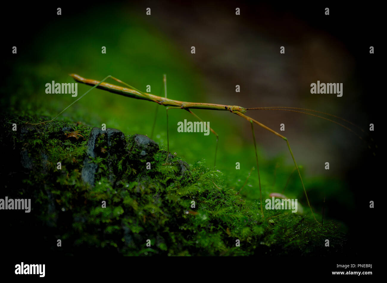 An insect in a Rainforest Stock Photo - Alamy