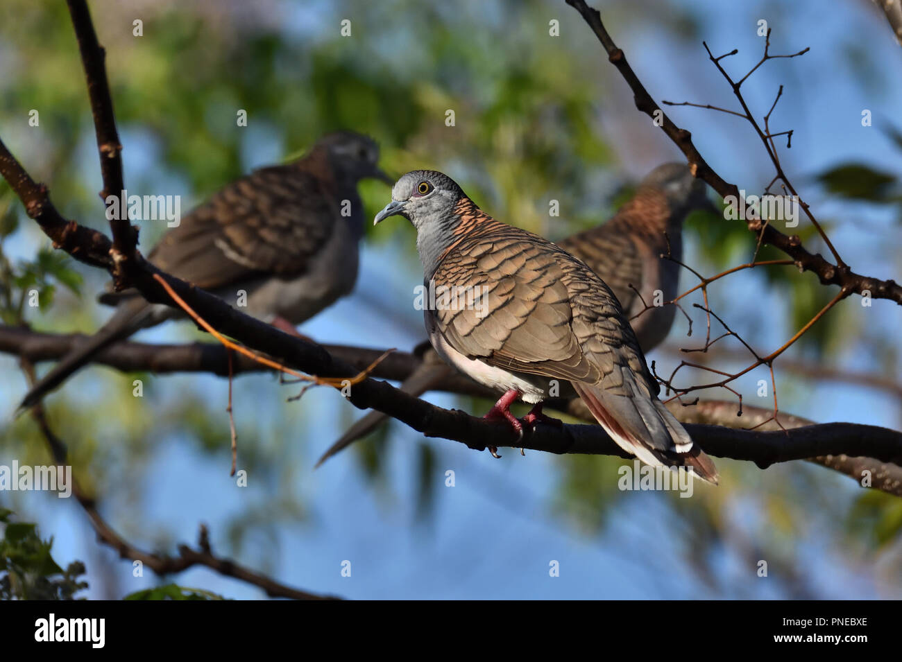 Australian Doves High Resolution Stock Photography and Images - Alamy