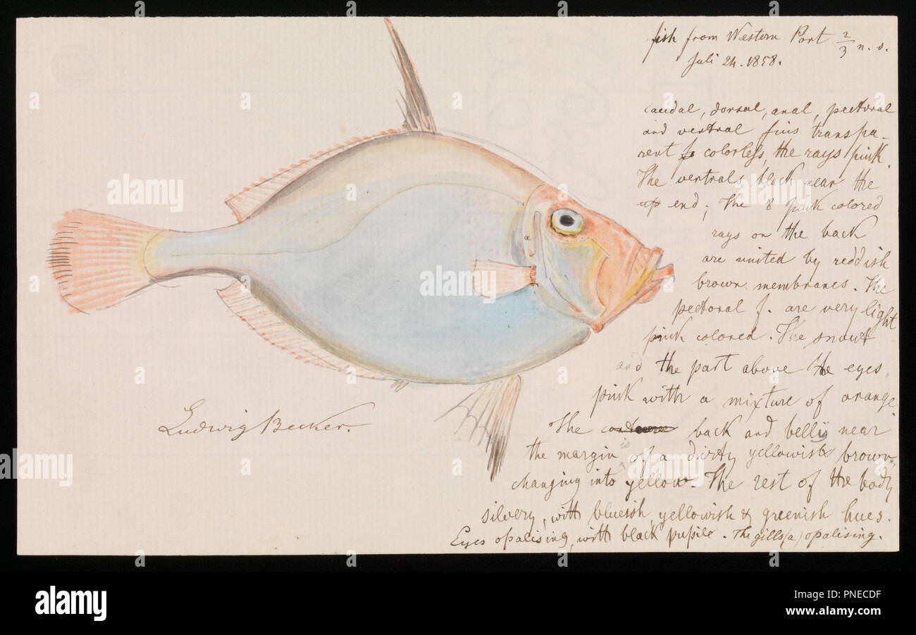 Silver Dory, Cyttus australis. Date/Period: 1858. Image. Pencil ...