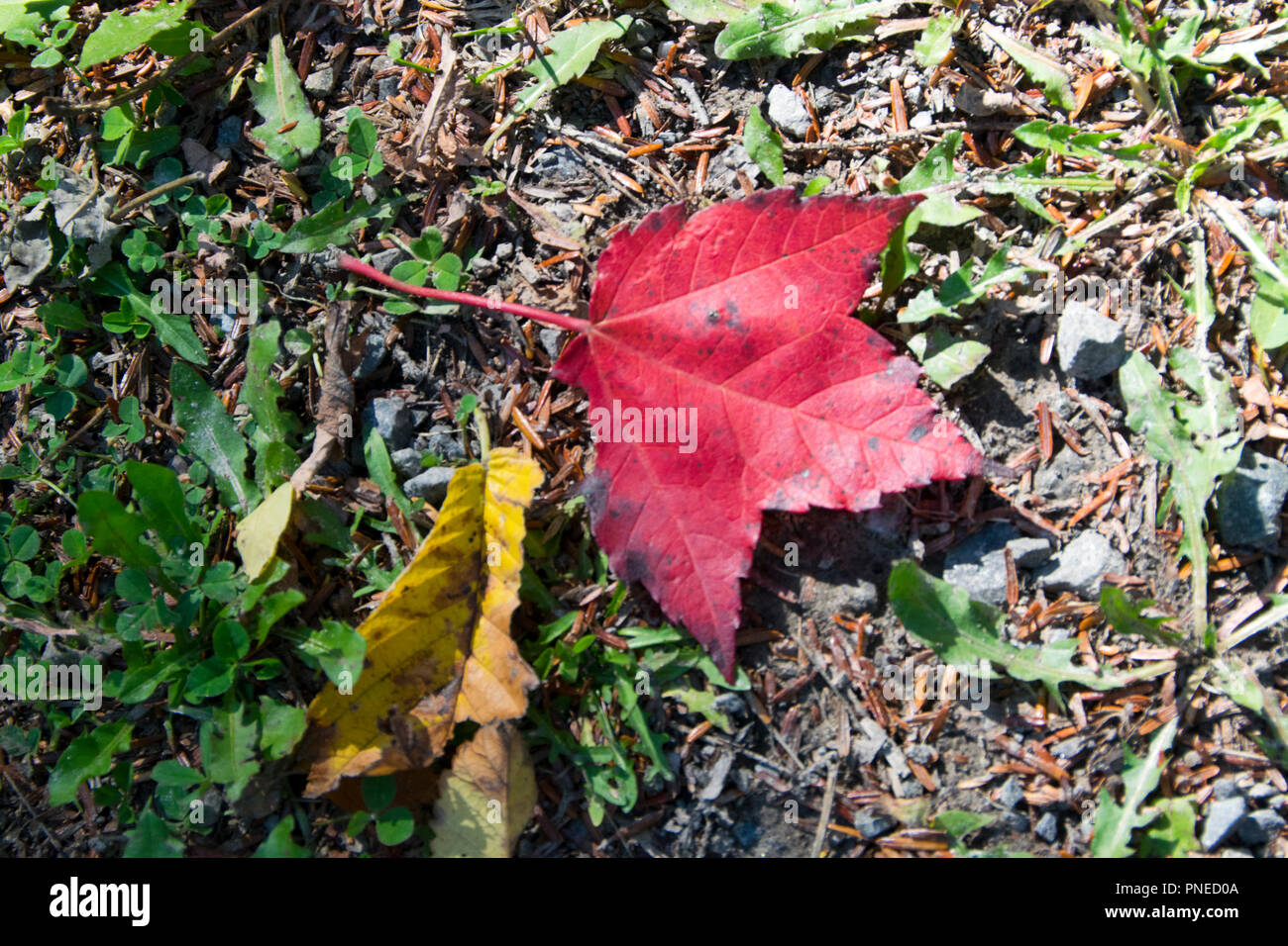 Single red maple leaf fallen on the ground Stock Photo - Alamy