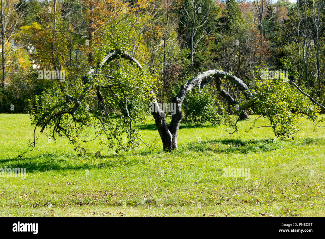Old apple trees in an orchard Stock Photo - Alamy