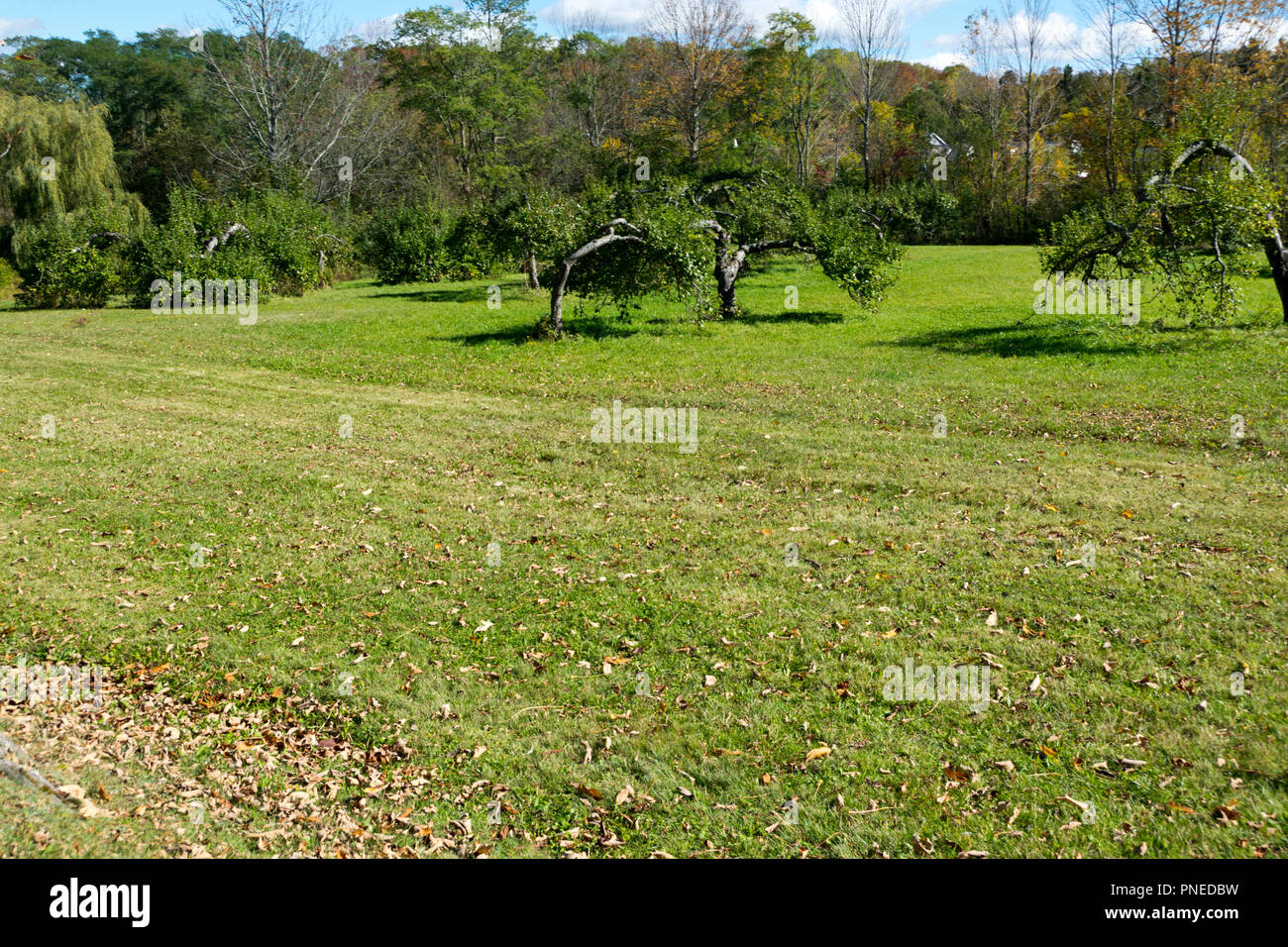 Old apple trees in an orchard Stock Photo - Alamy
