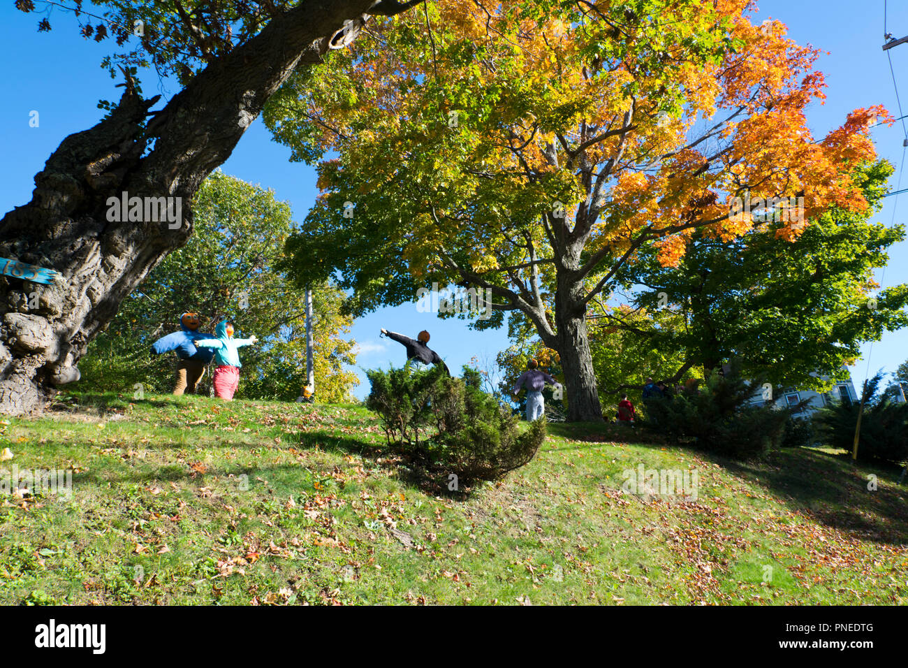 Canadian maple turning from green to fall colors Stock Photo - Alamy