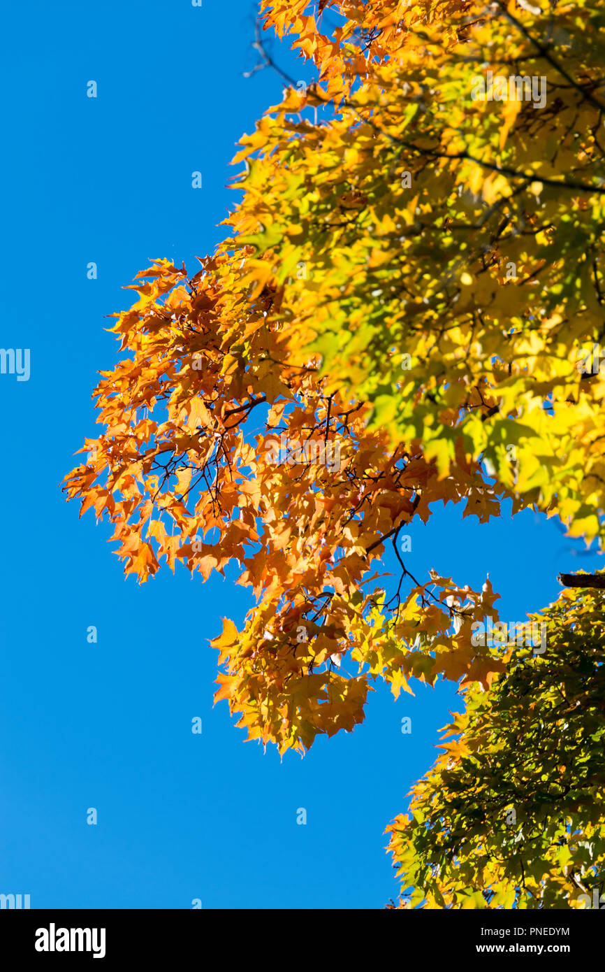 Canadian maple turning from green to fall colors Stock Photo - Alamy
