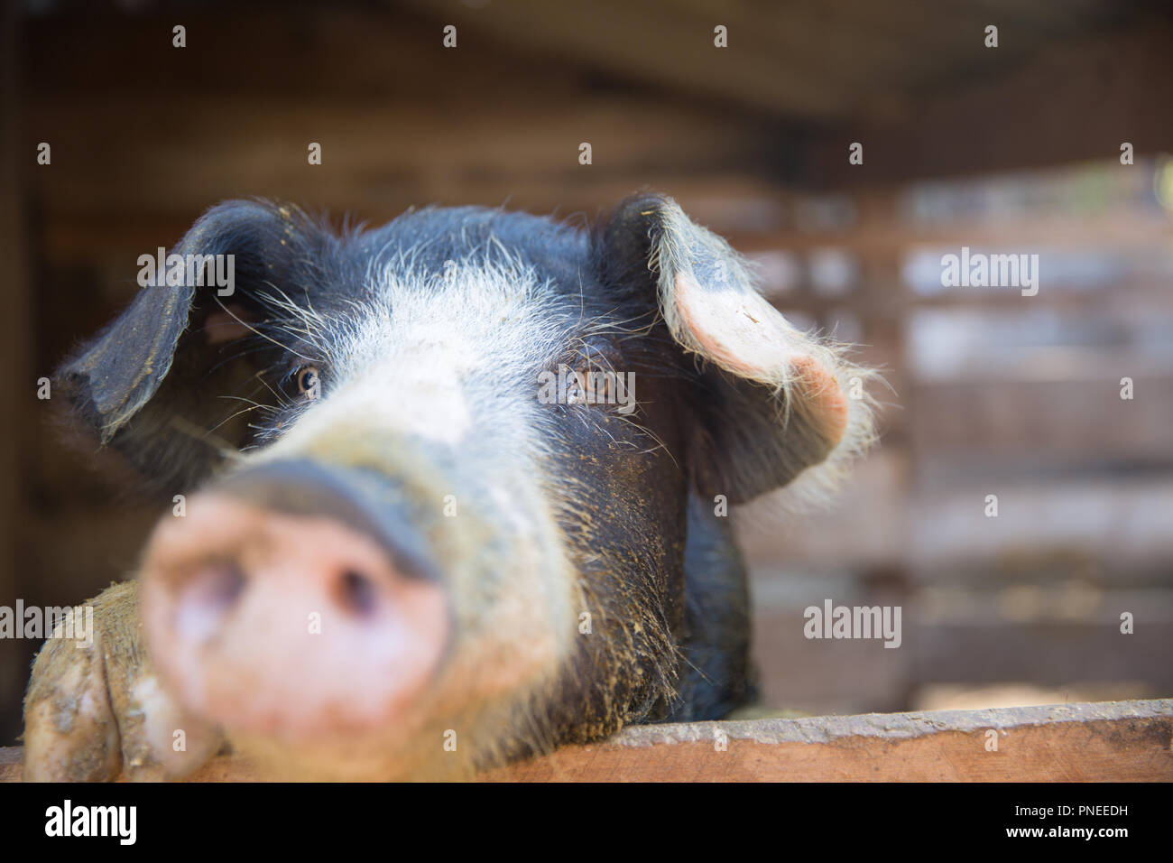 Pig in the pen. Focus is on eye. Shallow depth of field Stock Photo - Alamy