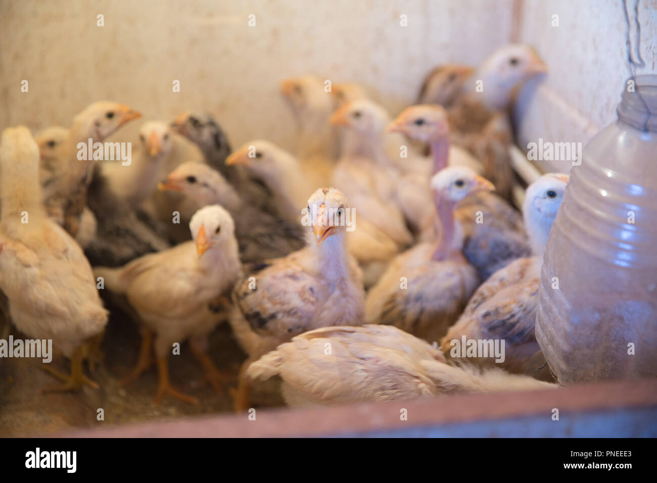 Indoors chicken farm, chicken feeding Stock Photo - Alamy