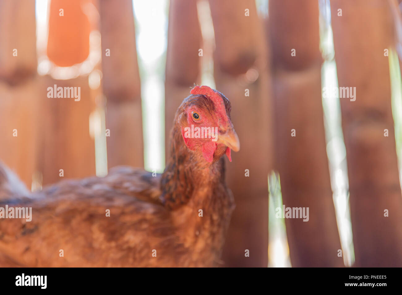 Red Chicken Looking Stock Photo - Alamy