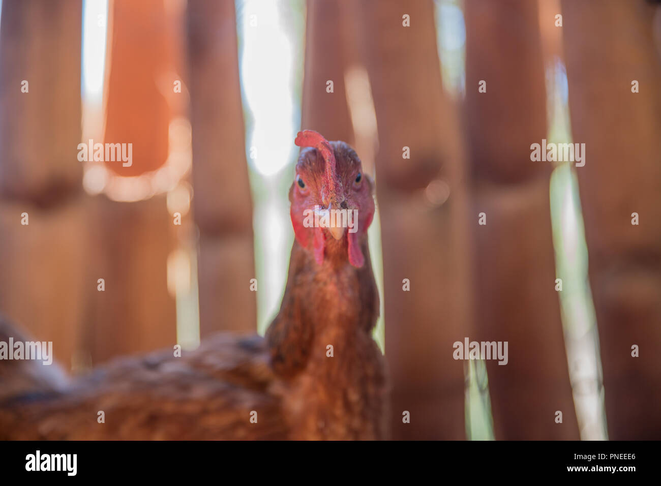 Chicken cage brazil hi-res stock photography and images - Alamy