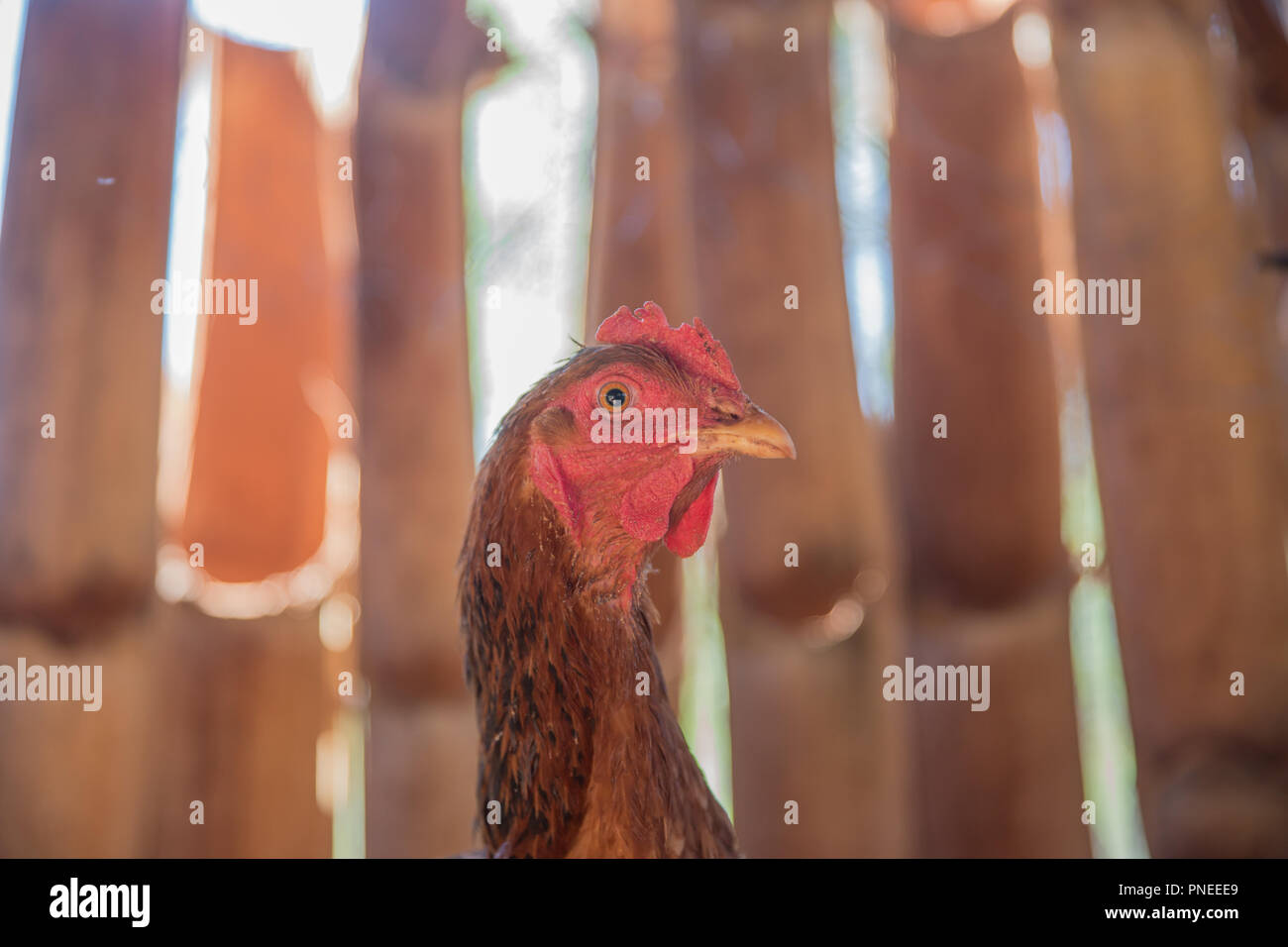Red Chicken Looking Stock Photo - Alamy