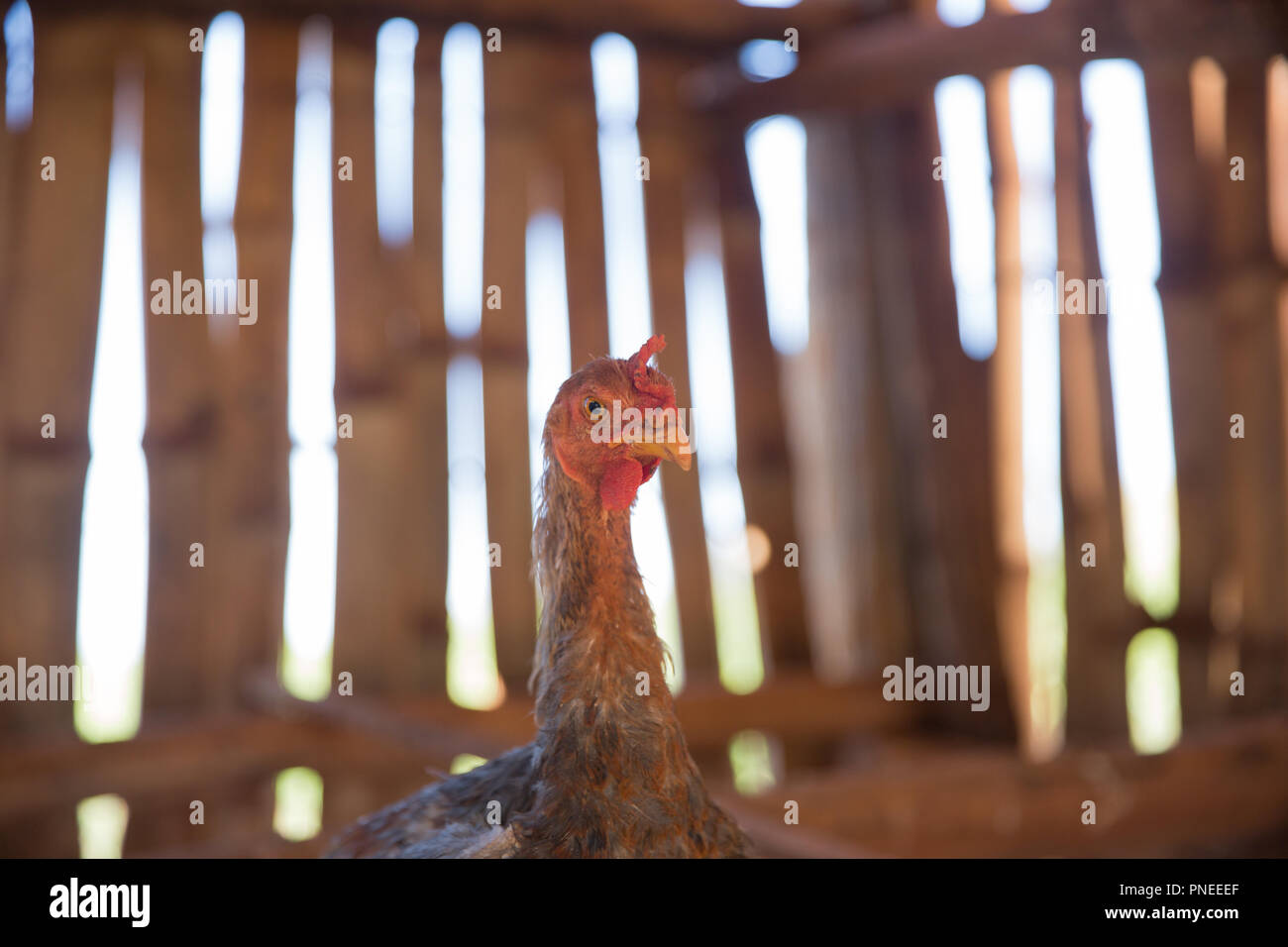 Red Chicken Looking Stock Photo - Alamy