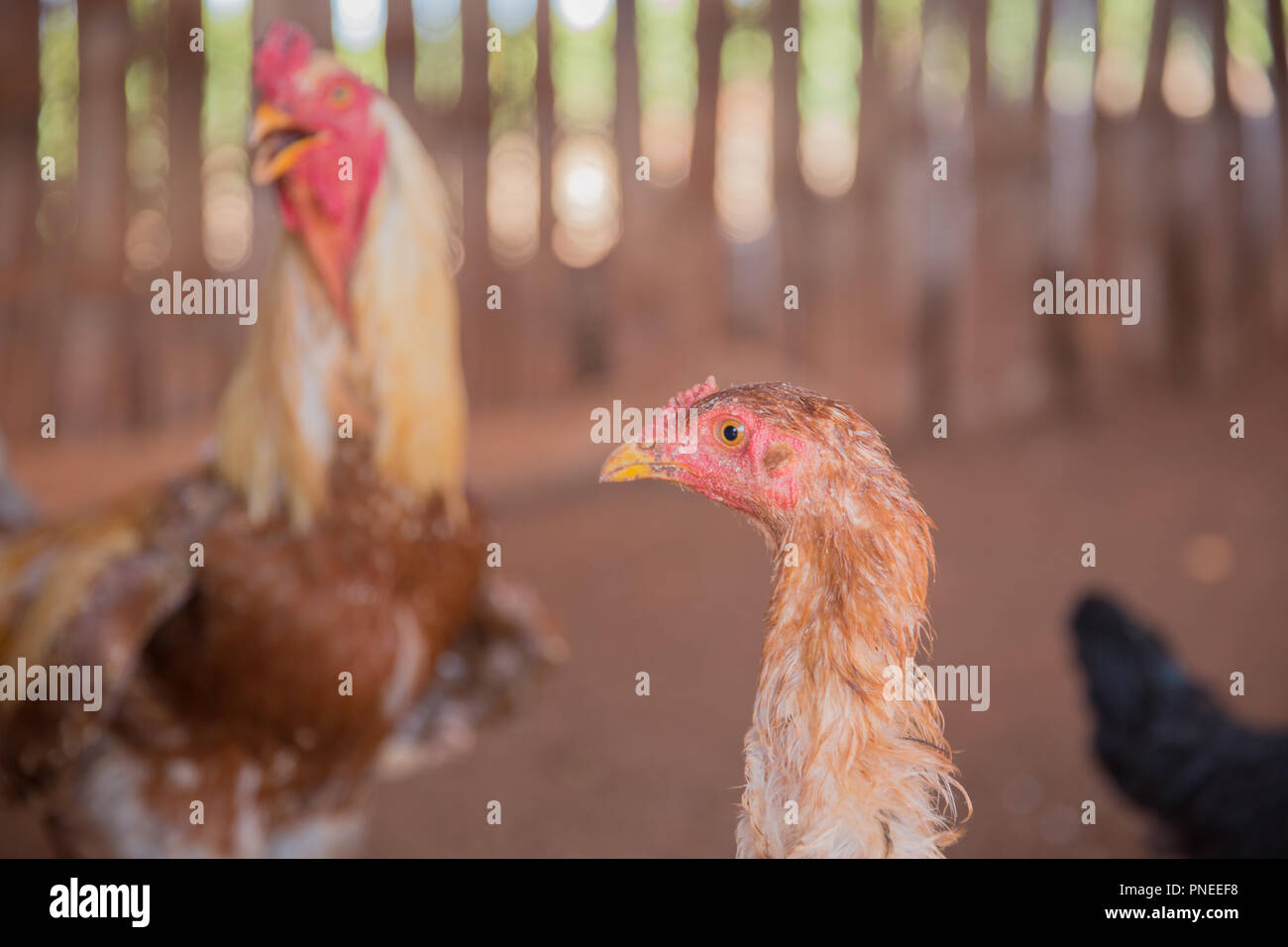 Red Chicken Looking Stock Photo - Alamy