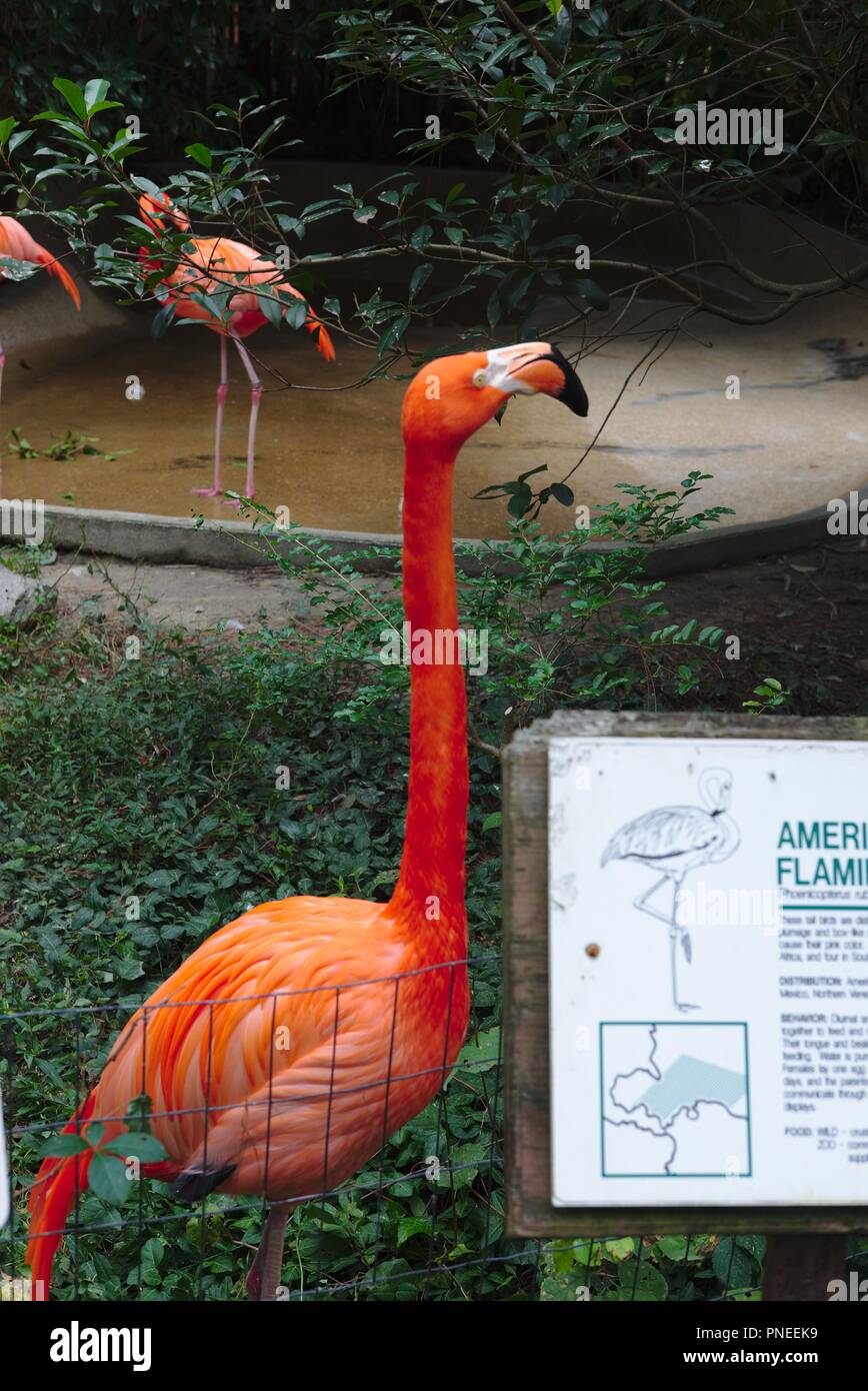 Flamingo habitat in zoo hi-res stock photography and images - Alamy