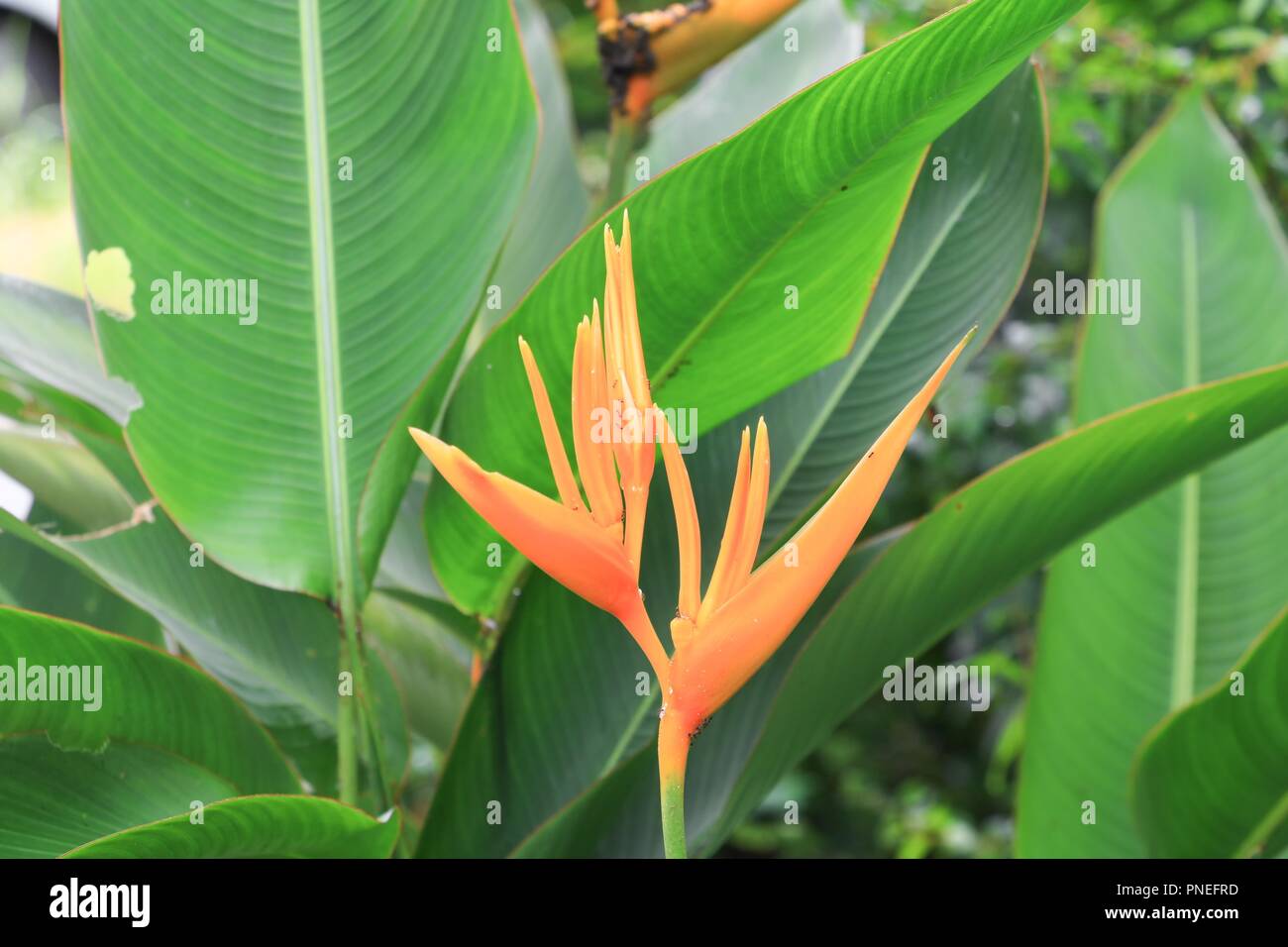 bird of paradise Beautiful yellow flower, Common name Strelitzia ...