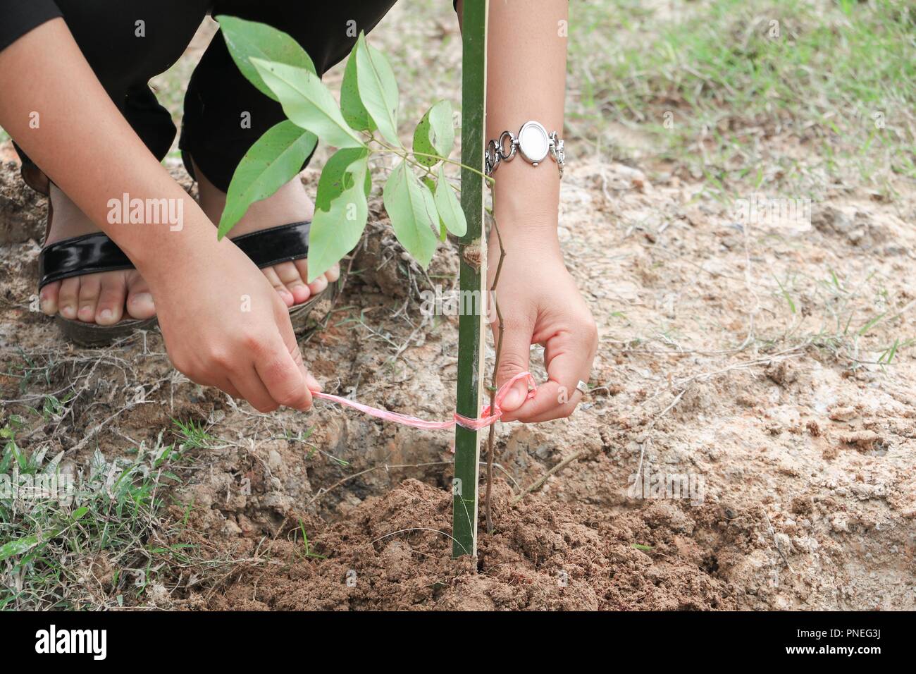 hand with Planting a tree in soil Stock Photo - Alamy