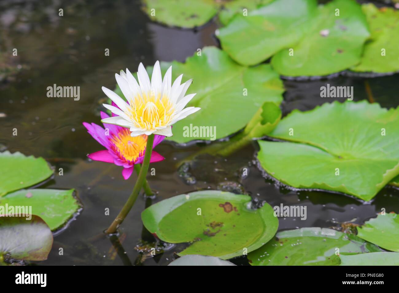 lotus white in water beautiful natural in garden Stock Photo - Alamy
