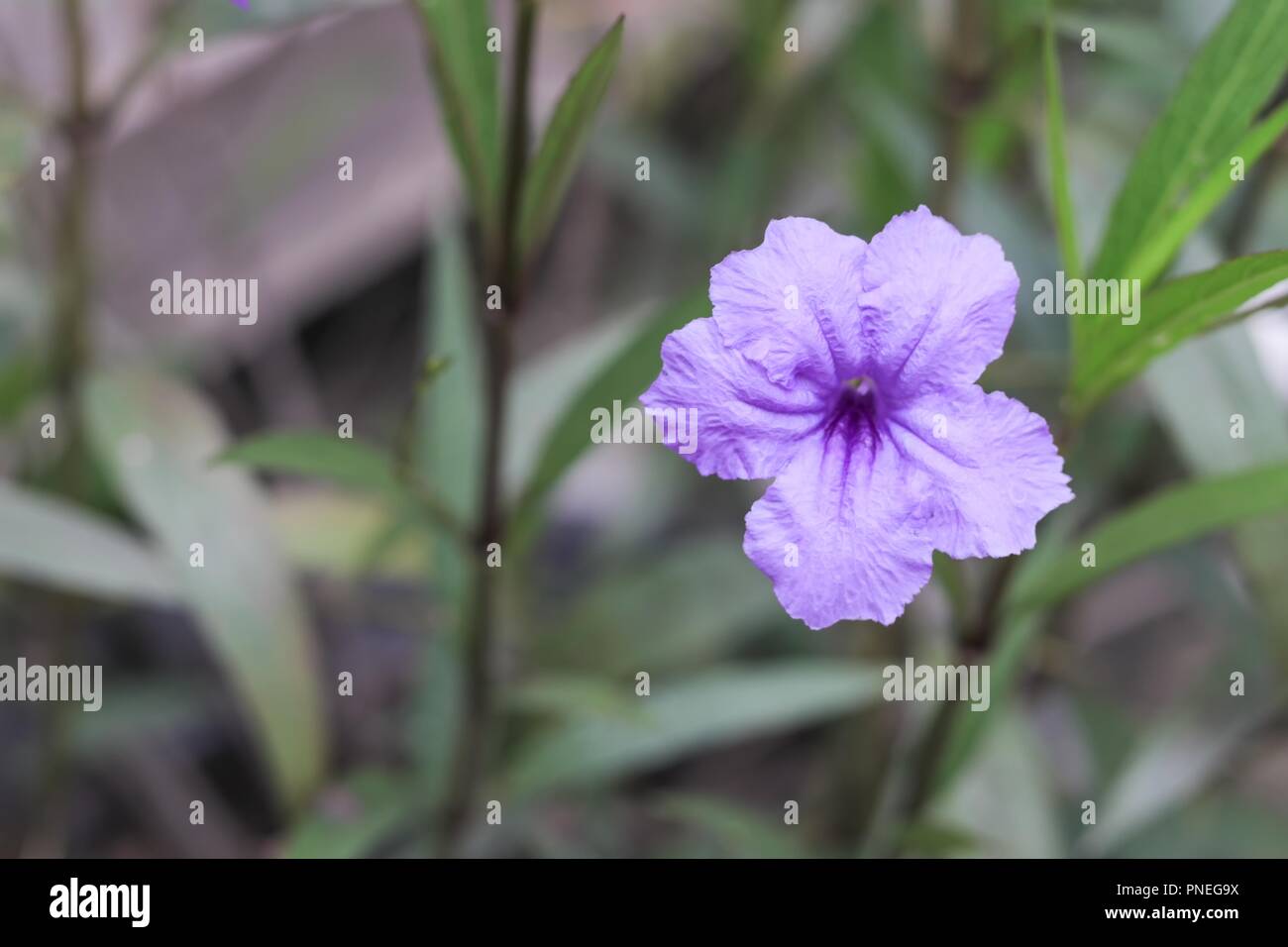 Cracker Plant High Resolution Stock Photography and Images - Alamy