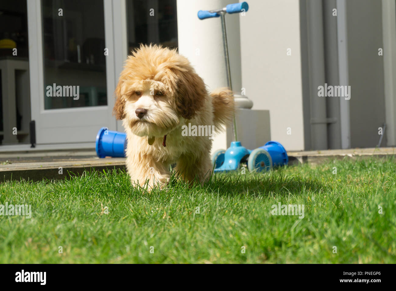 Lowchen puppy hi-res stock photography and images - Alamy