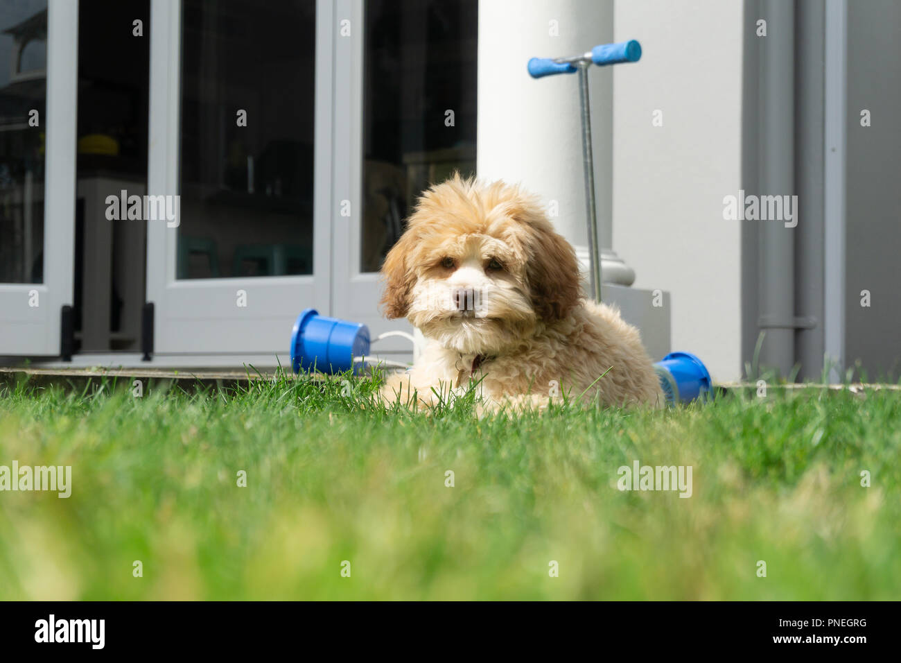 Lowchen puppy hi-res stock photography and images - Alamy