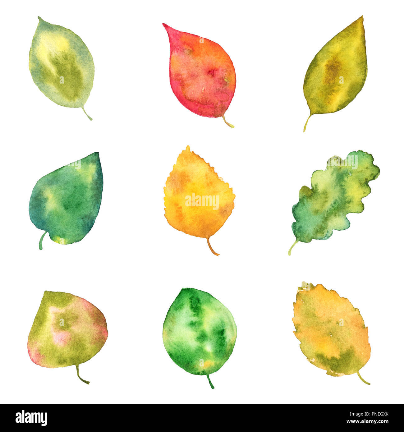 Set of Colorful Summer and Fall Leaves, Watercolor Hand Drawn and ...